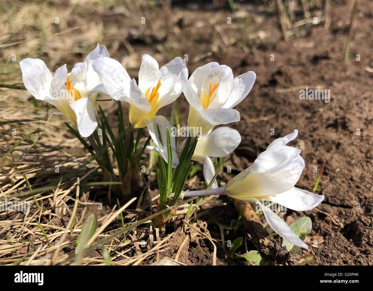 First flowers hi-res stock photography and images - Alamy