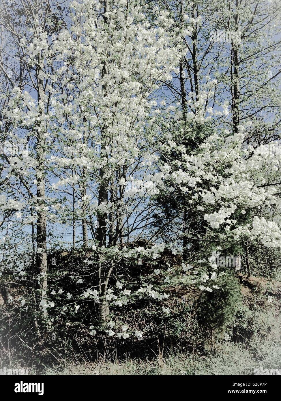 Pale photo of blooming dogwood tree Stock Photo - Alamy