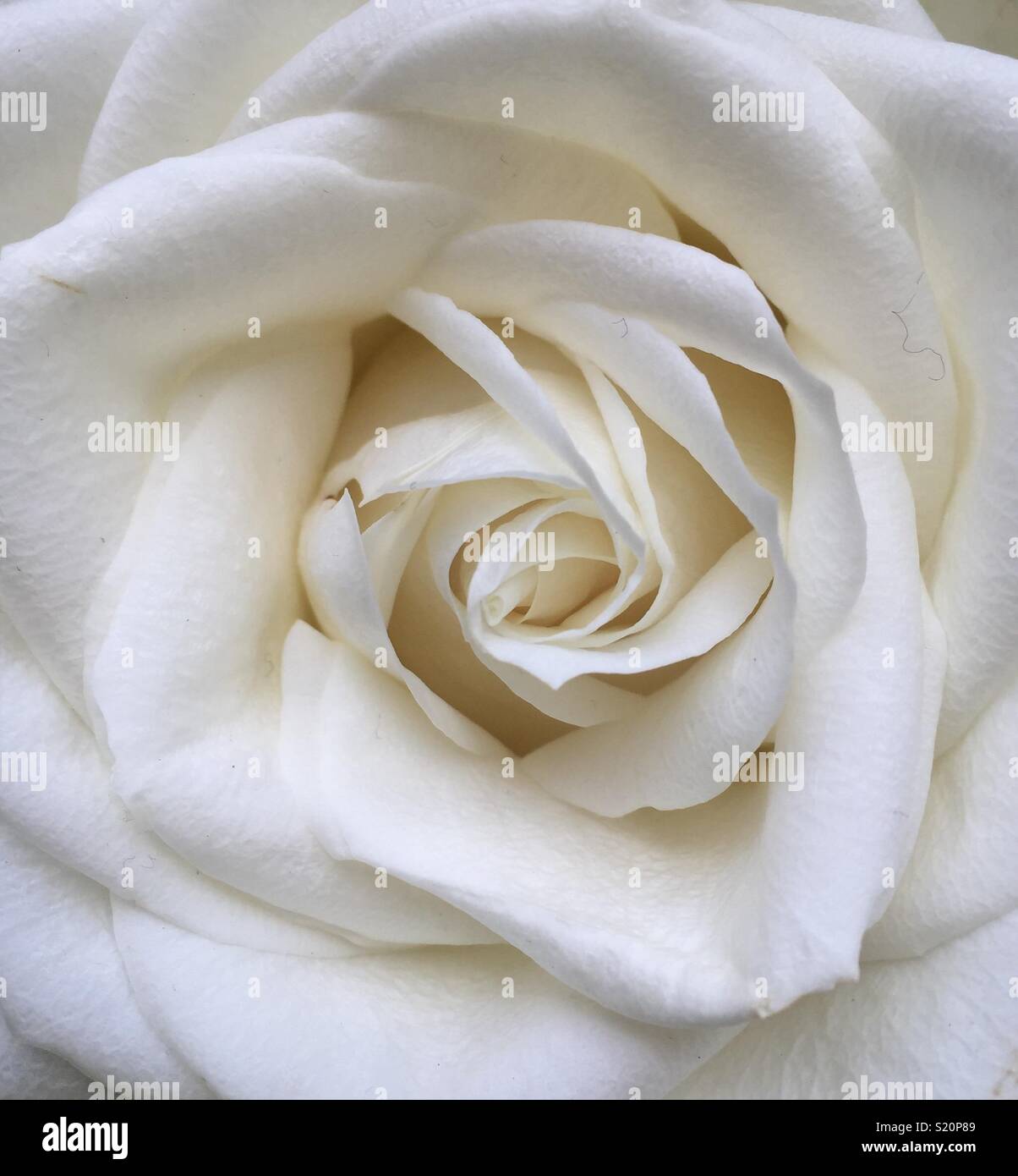 Single cream rose hi-res stock photography and images - Alamy