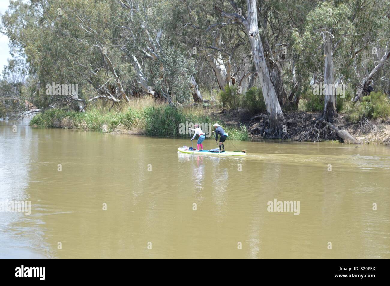Tandem paddleboard on the River Murray Stock Photo - Alamy