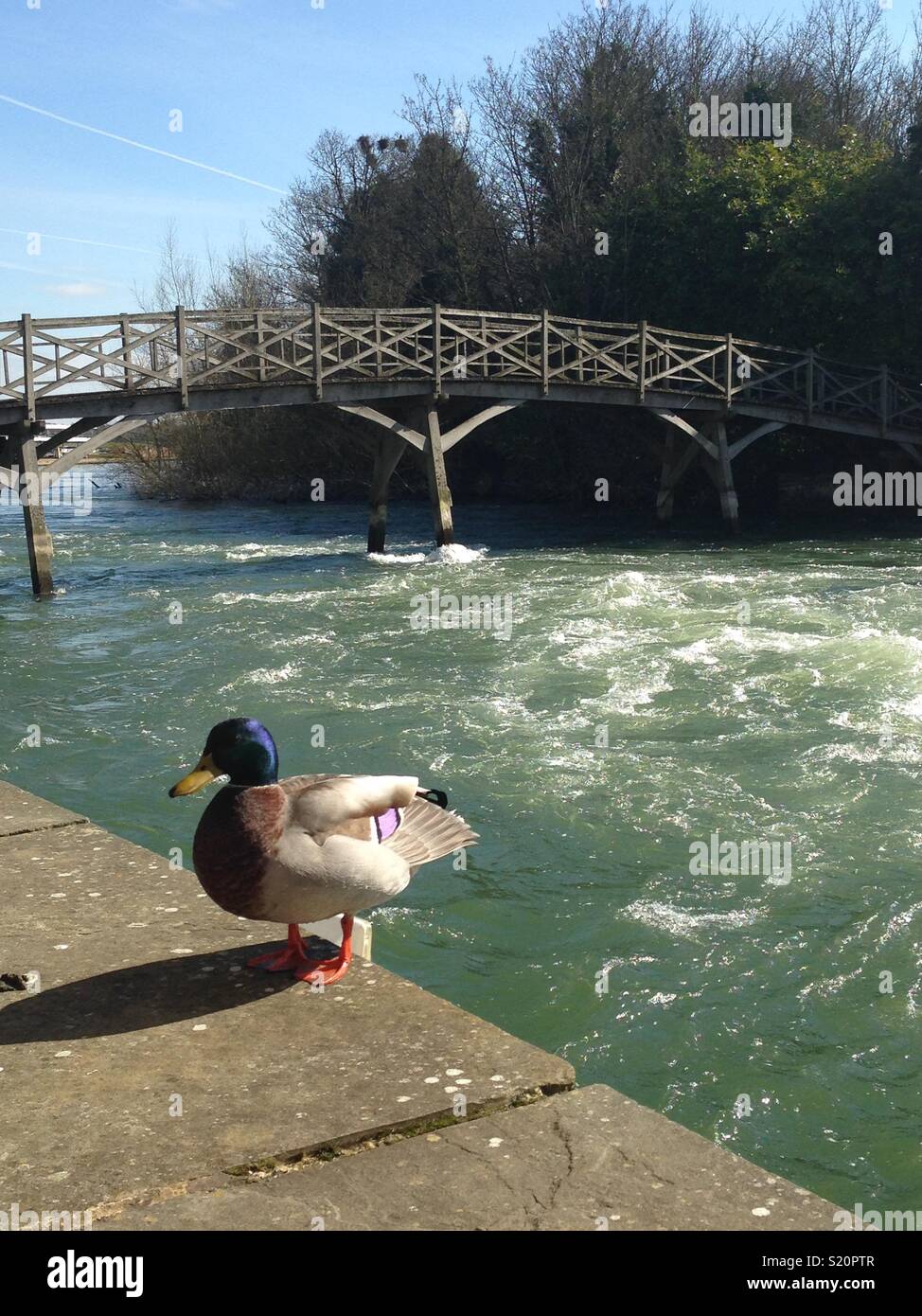 Hungry duck hi-res stock photography and images - Alamy