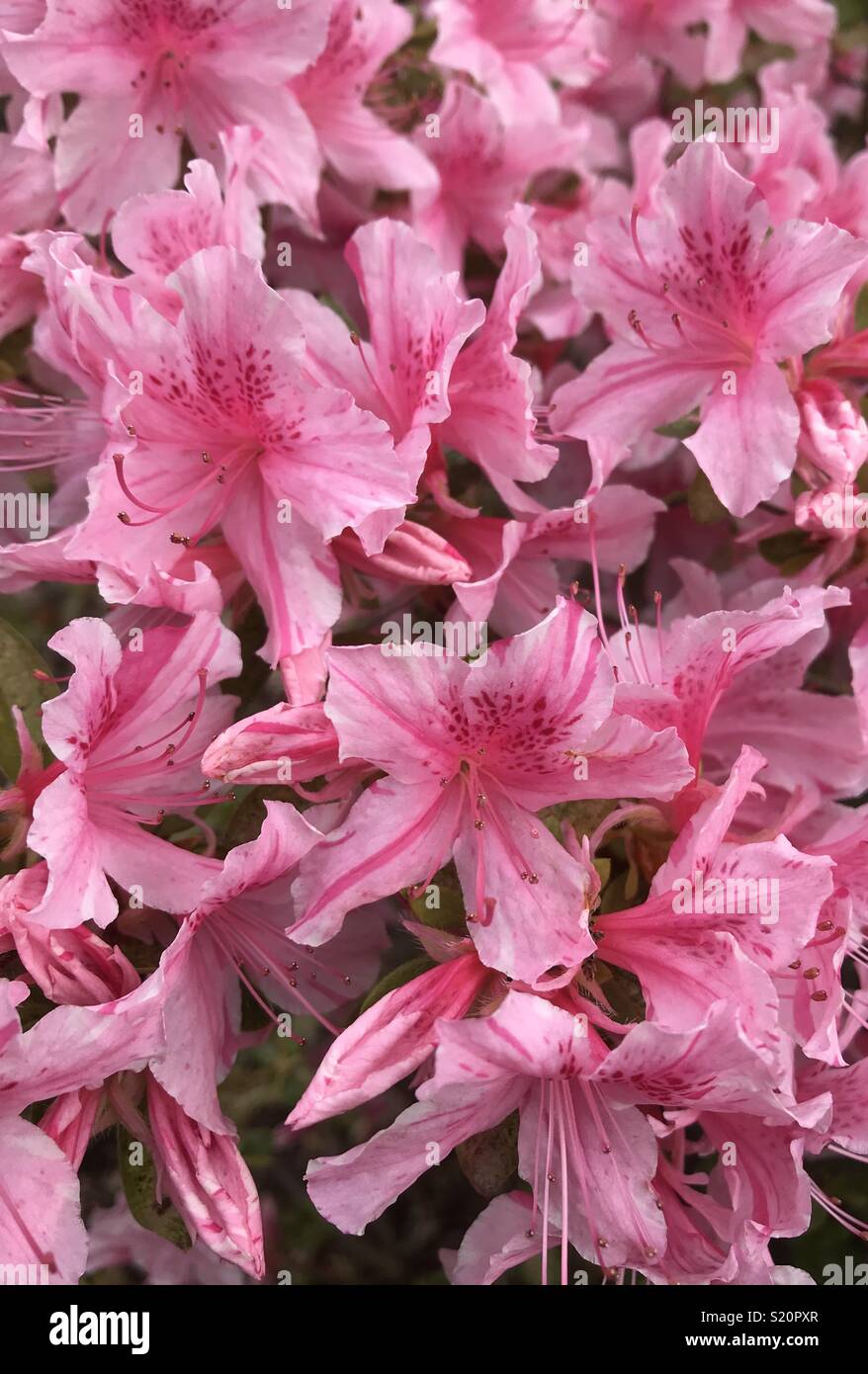 April pink flowers hi-res stock photography and images - Alamy