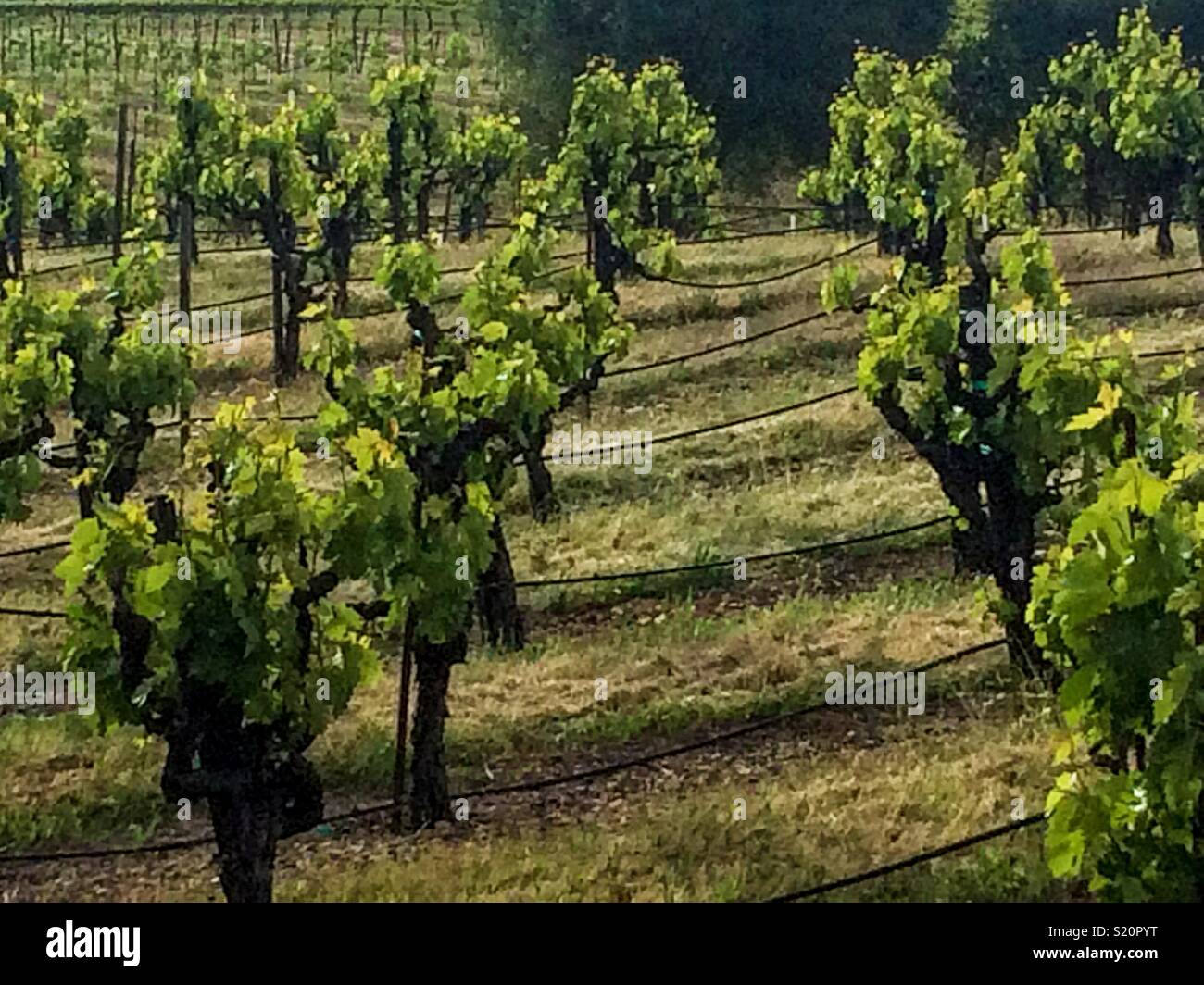 Springtime in wine country hi-res stock photography and images - Alamy