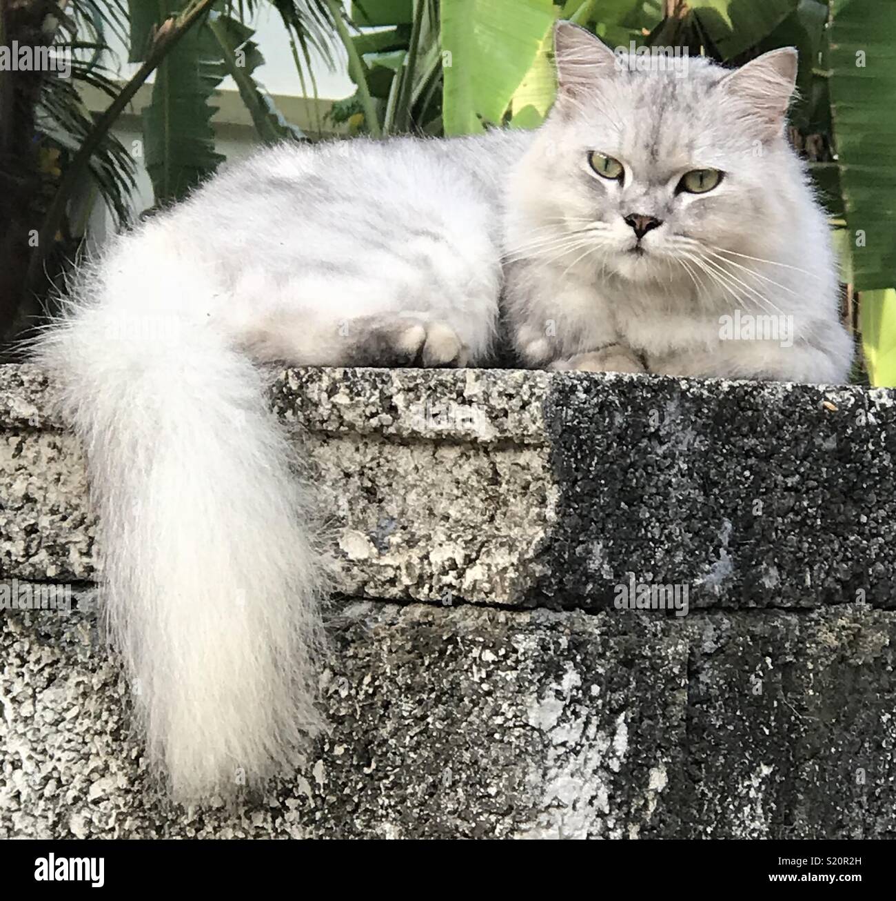 Most beautiful cat hi-res stock photography and images - Alamy