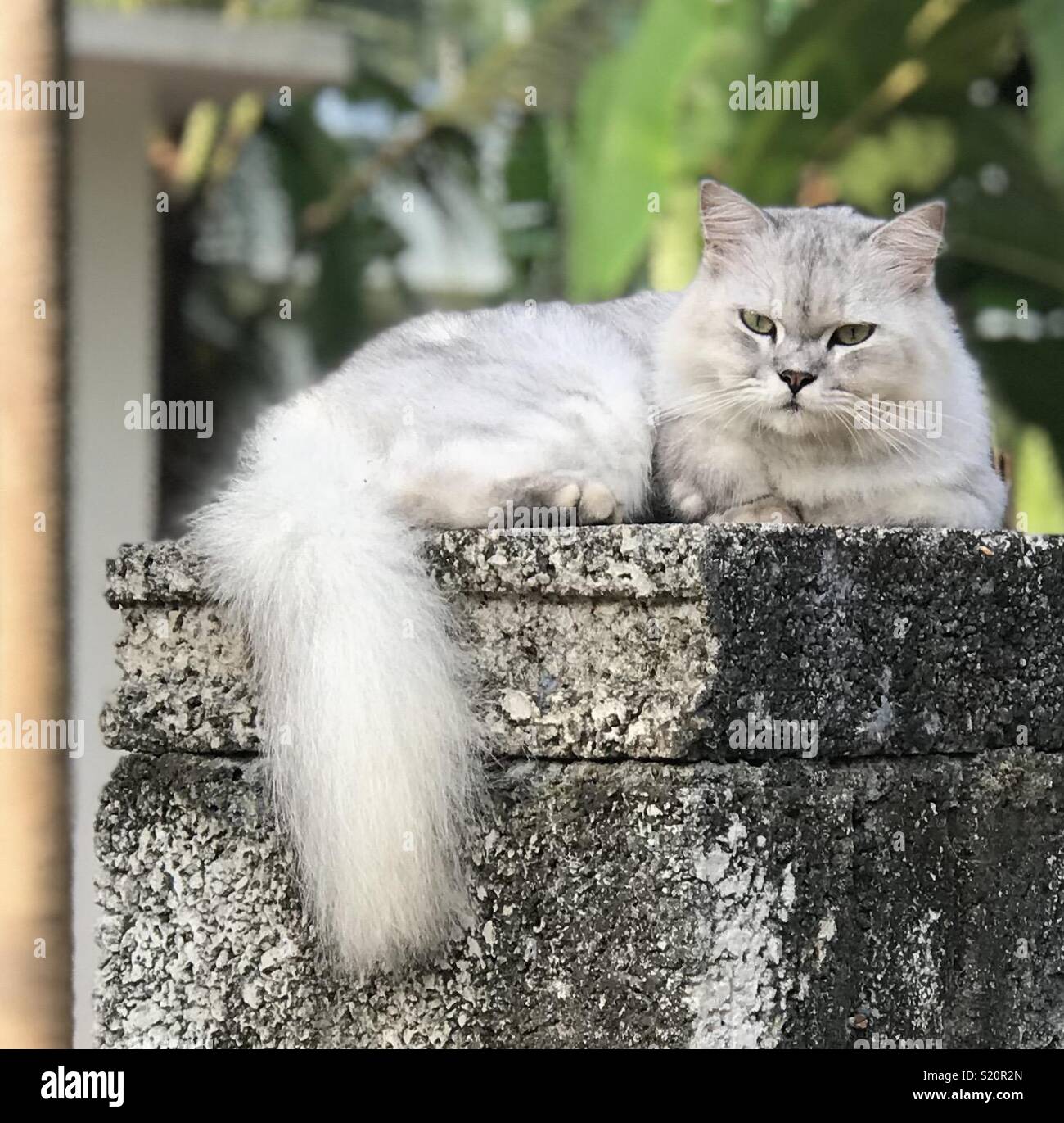 Most beautiful cat hi-res stock photography and images - Alamy