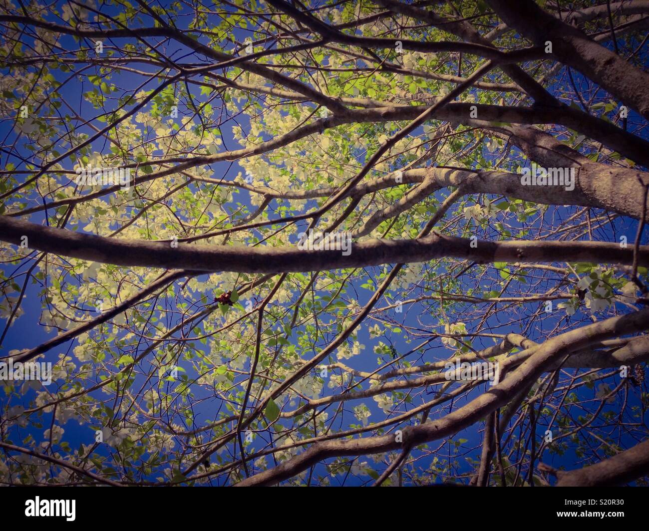 The view up through dogwood blossom canopy in North Carolina spring ...
