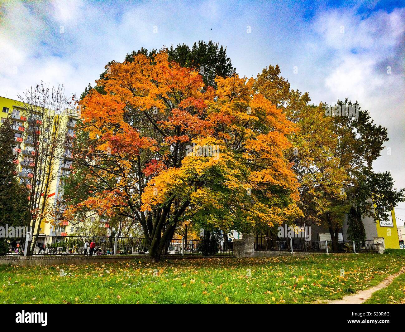 Atumn tree hi-res stock photography and images - Alamy