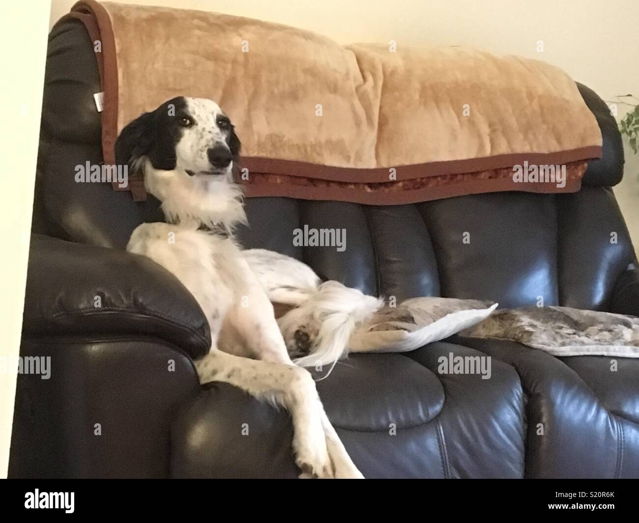 Regal looking hi-res stock photography and images - Alamy