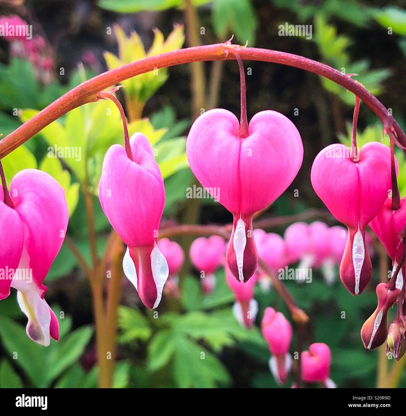 Bleeding heart flower hi-res stock photography and images - Alamy