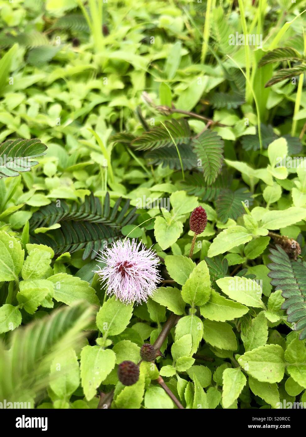 Mimosa pudica touch hi-res stock photography and images - Alamy