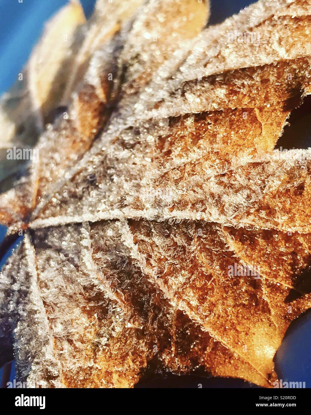 Frost leaves spring hi-res stock photography and images - Alamy