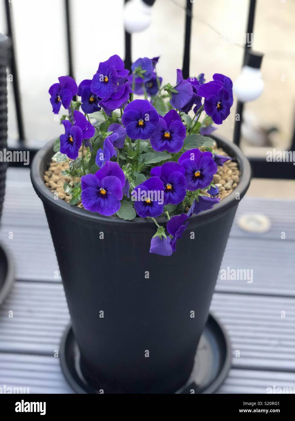 Purple Viola in a black pot Stock Photo - Alamy