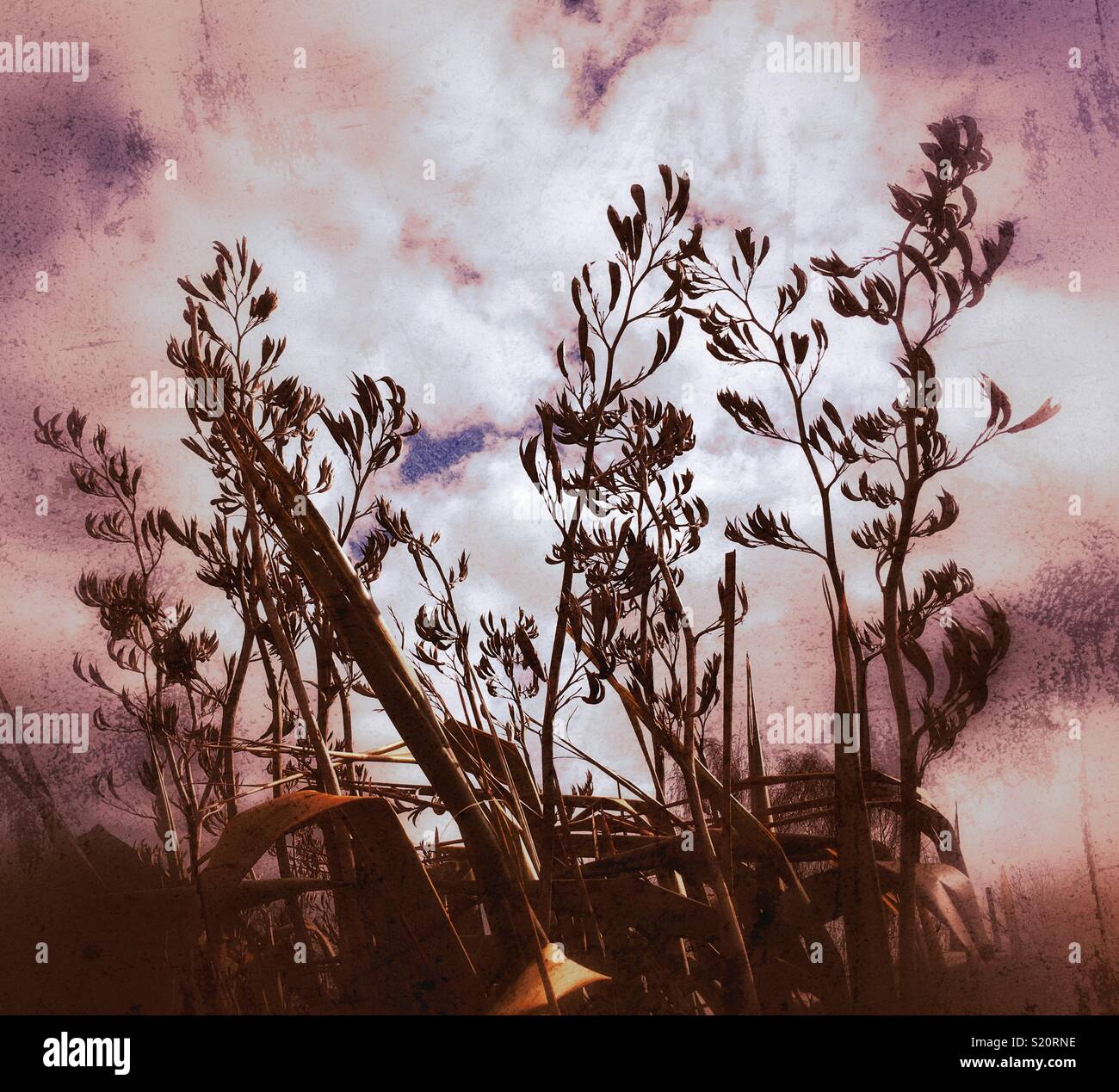 Tall seed heads hi-res stock photography and images - Alamy