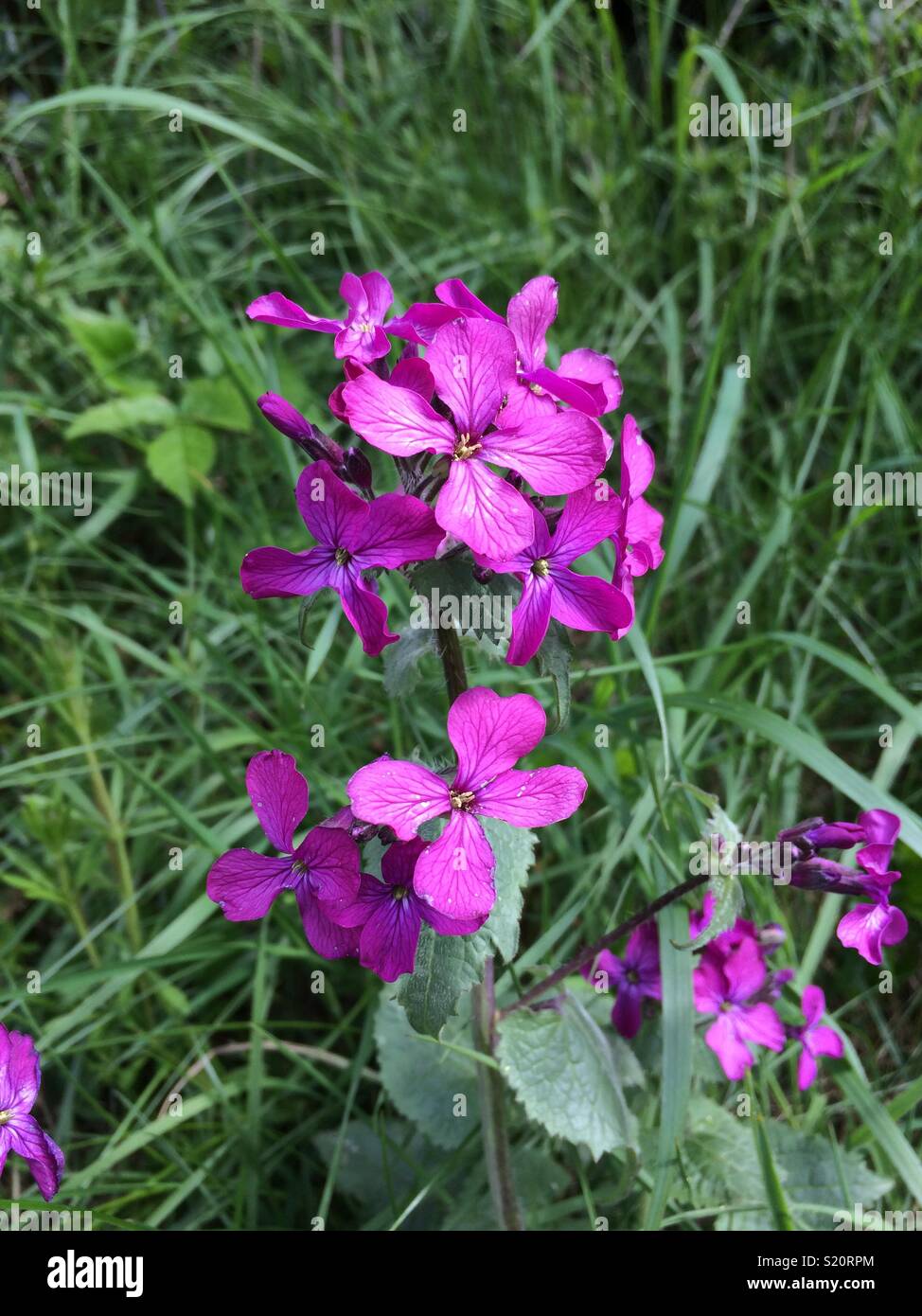 Pink spring flowers hi-res stock photography and images - Alamy