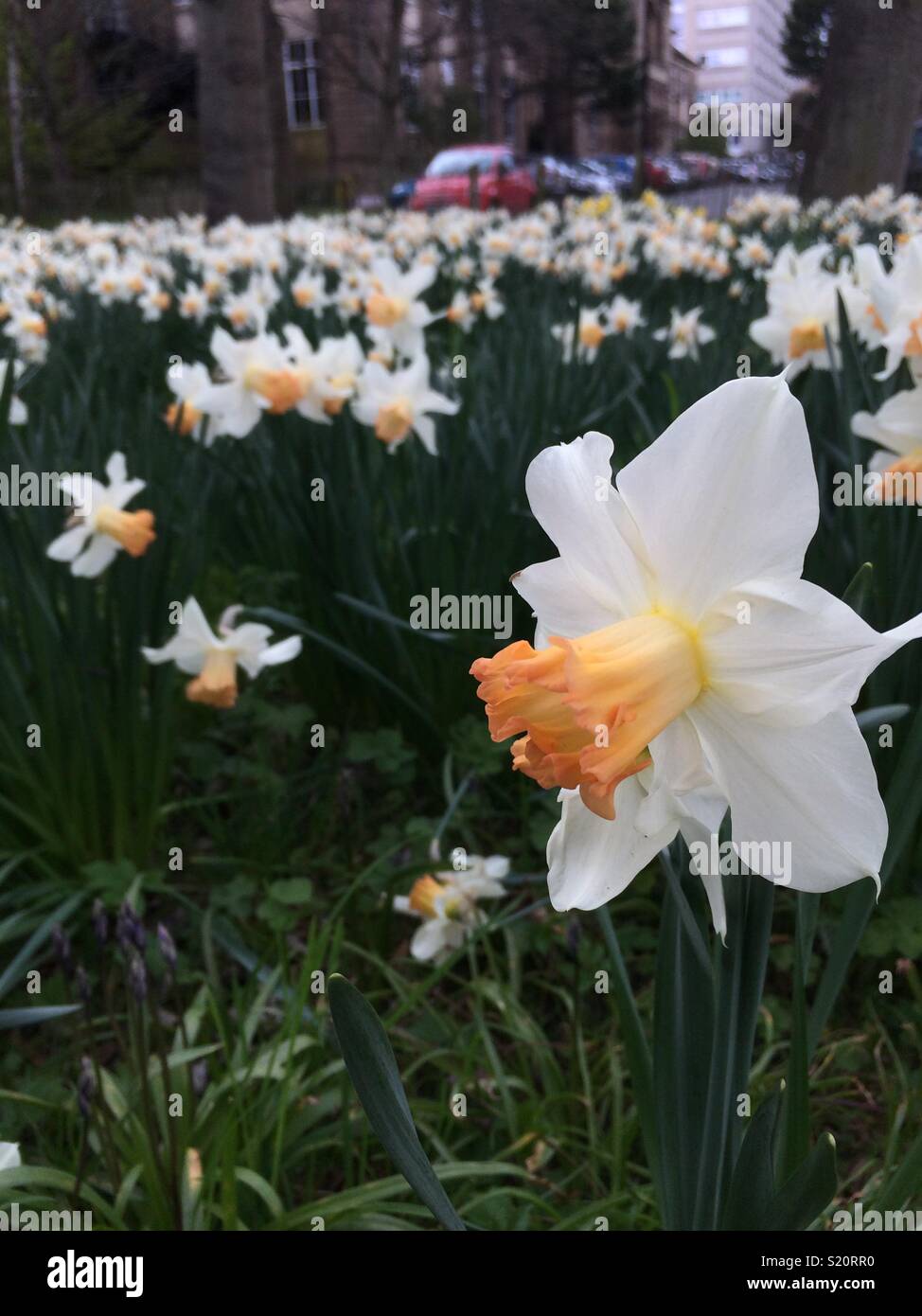 One daffodil in a sea of flowers Stock Photo - Alamy