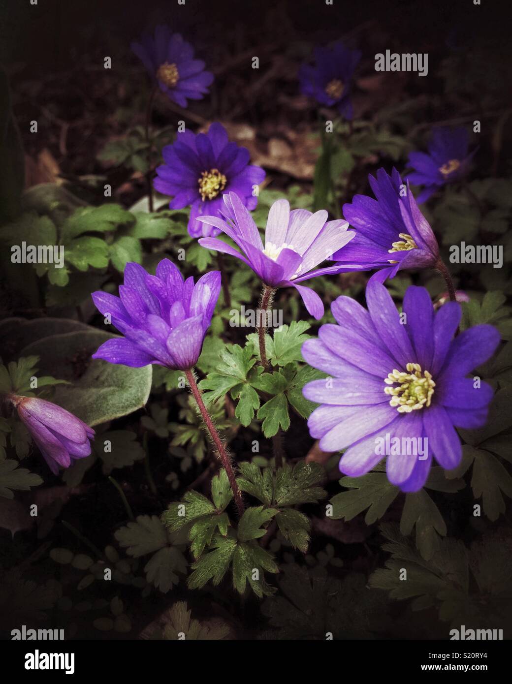 Anemone small purple flowers hi-res stock photography and images - Alamy