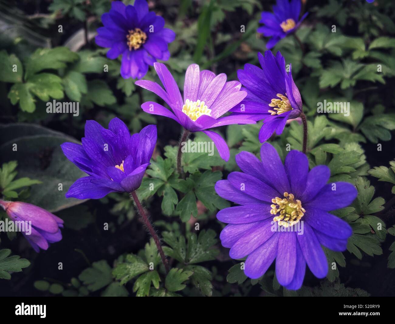 Purple anemones hi-res stock photography and images - Alamy
