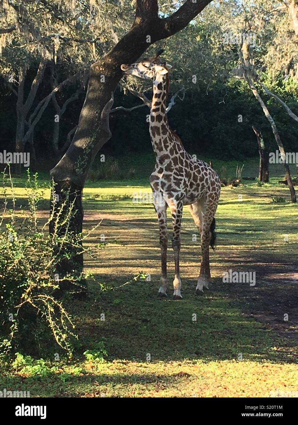 Giraffe eating food hi-res stock photography and images - Alamy