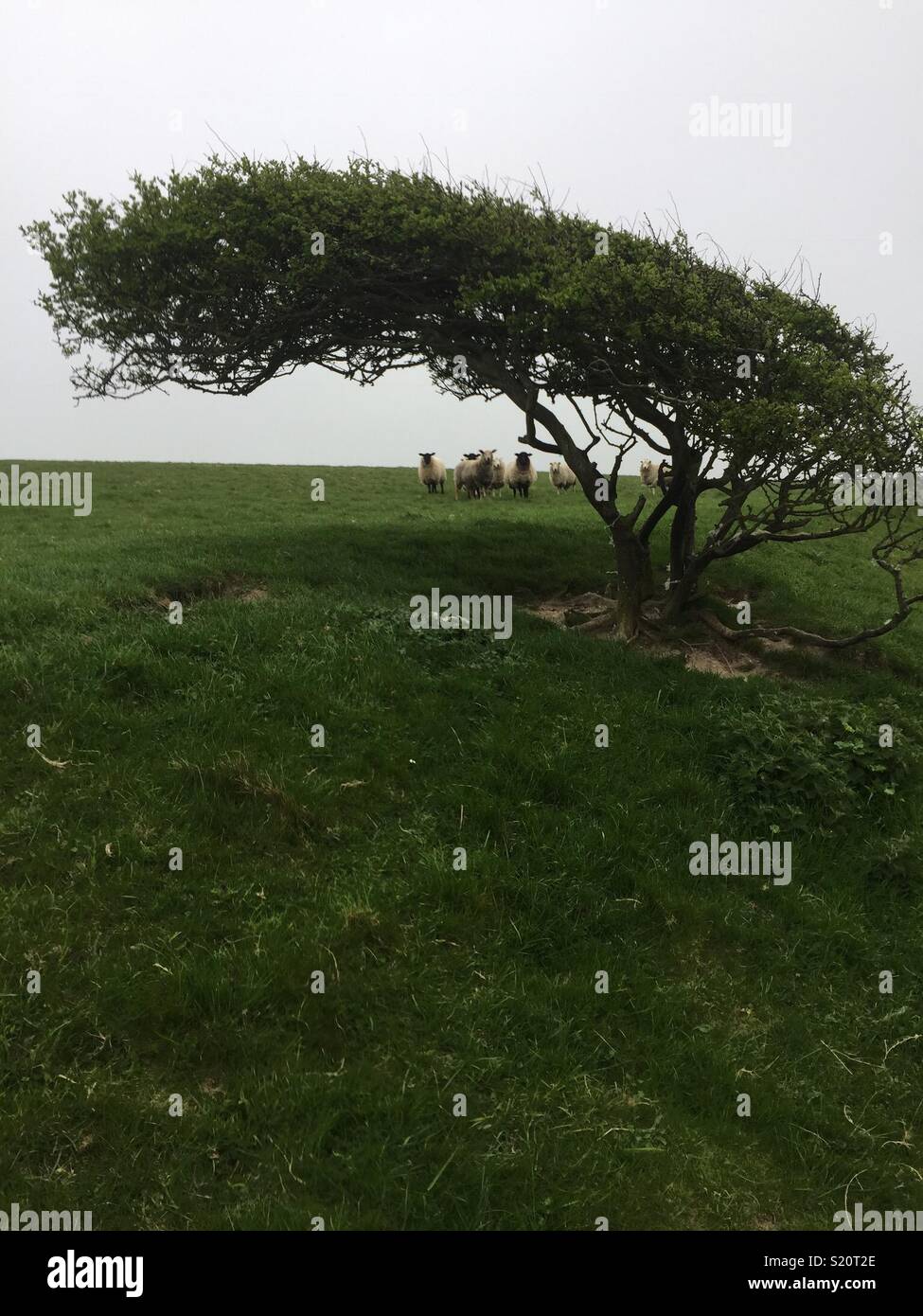 Wind Swept Tree High Resolution Stock Photography and Images - Alamy