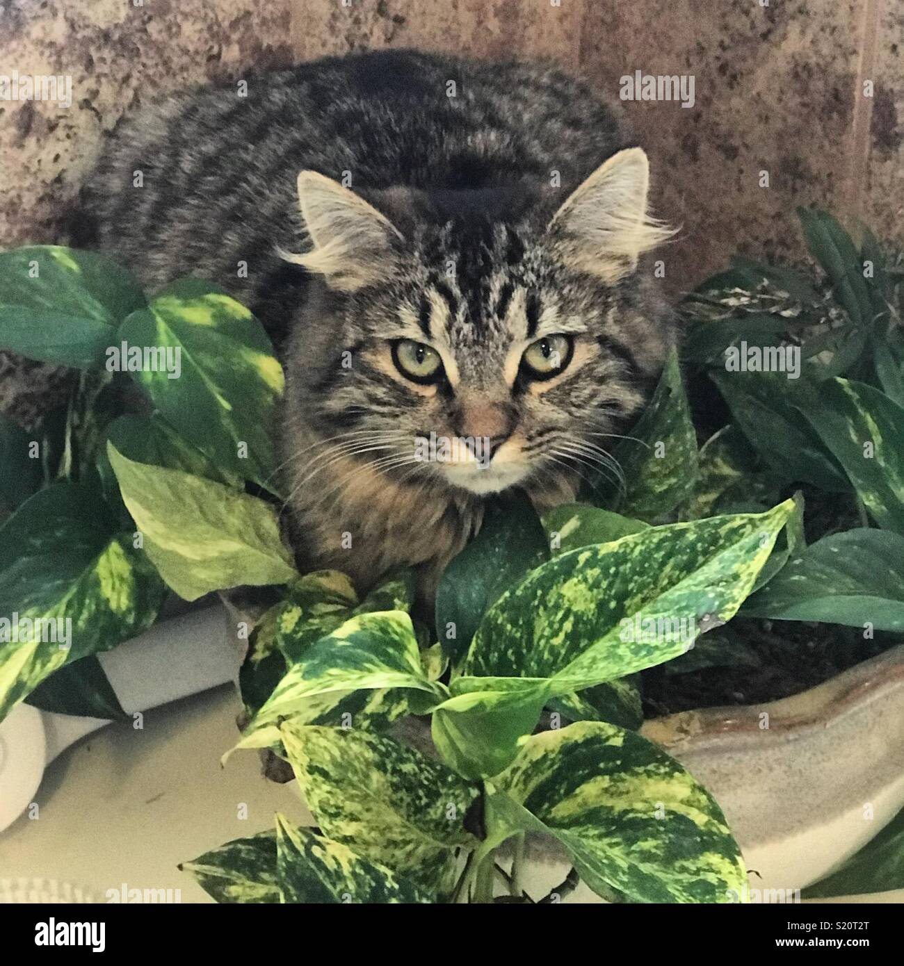 Cat in plant Stock Photo - Alamy