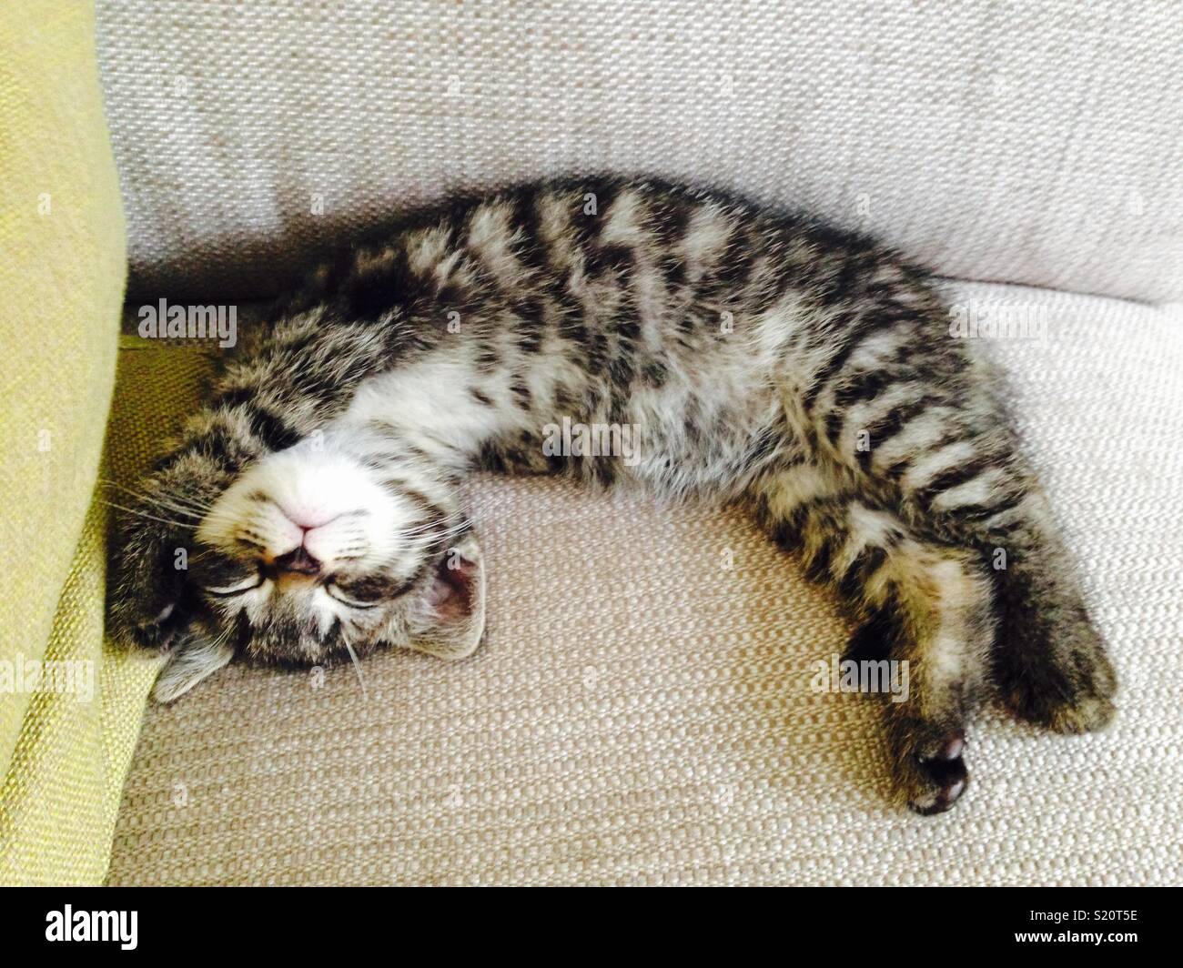Kitty stretching hi-res stock photography and images - Alamy