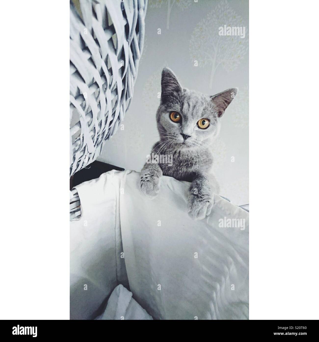 Beautiful Bobby Cat Stock Photo - Alamy