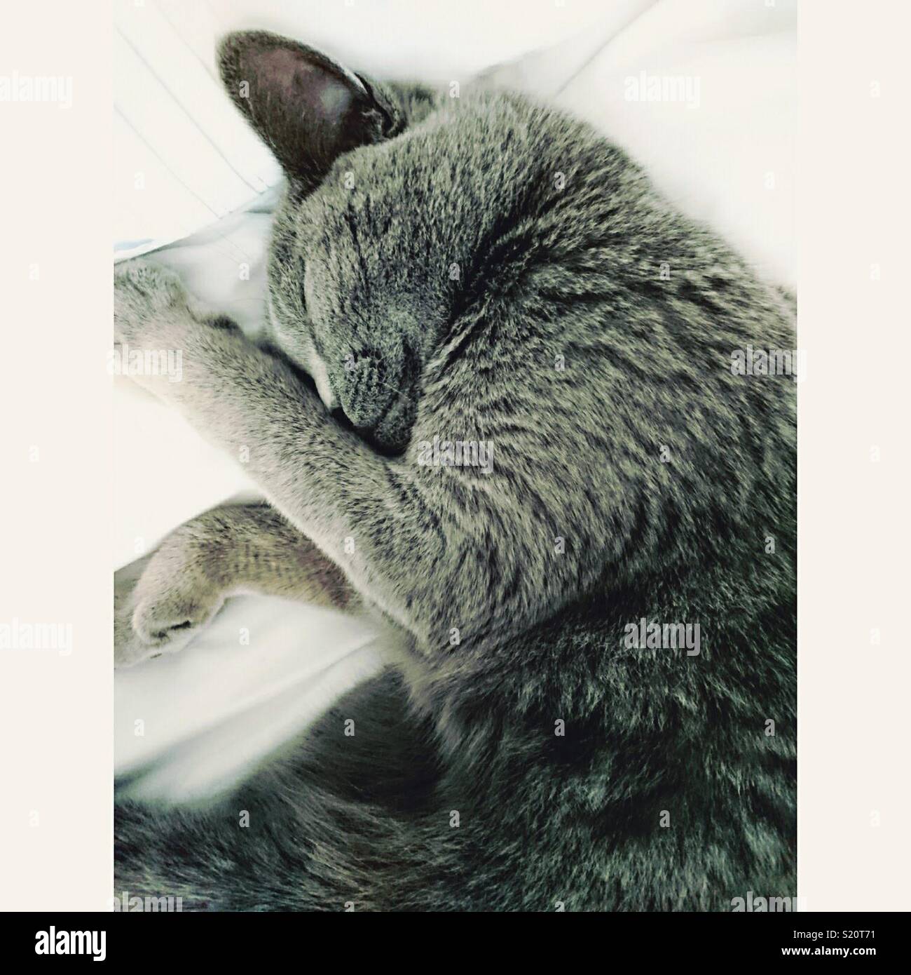 Beautiful Bobby Cat Stock Photo - Alamy