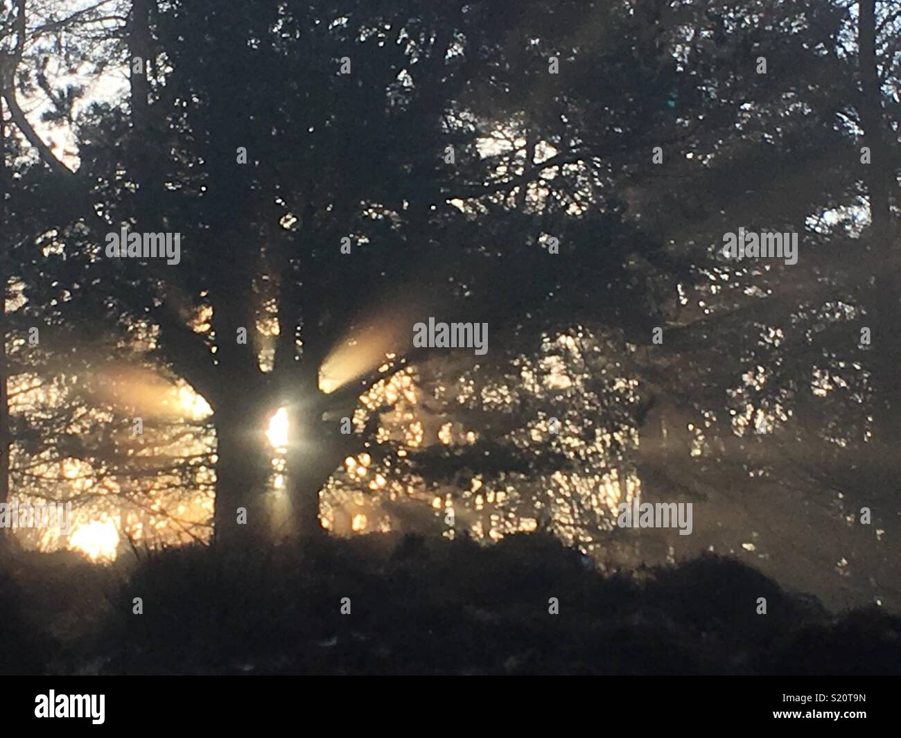 Sunrise through the trees Stock Photo - Alamy