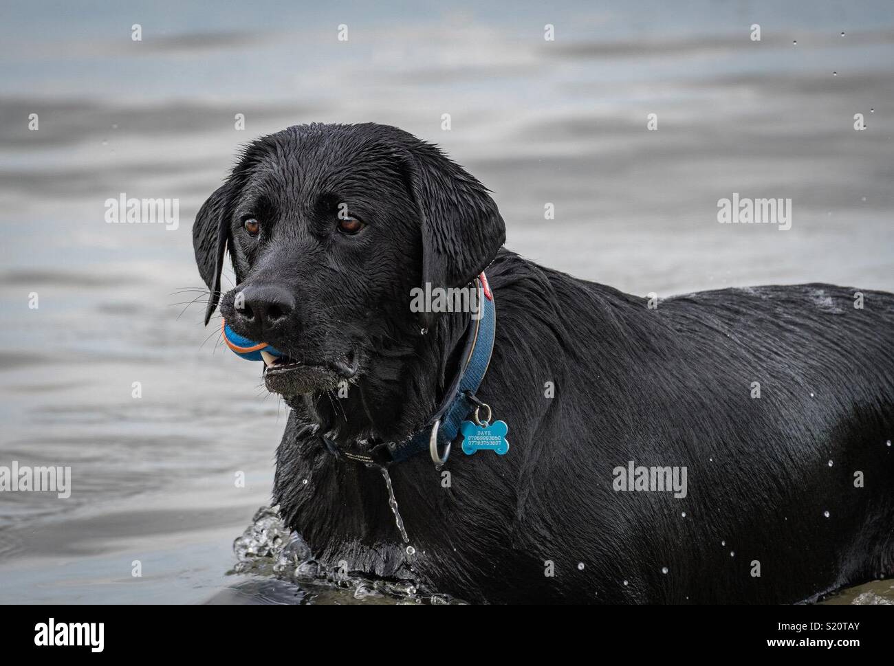Black Labrador in the sea Stock Photo - Alamy