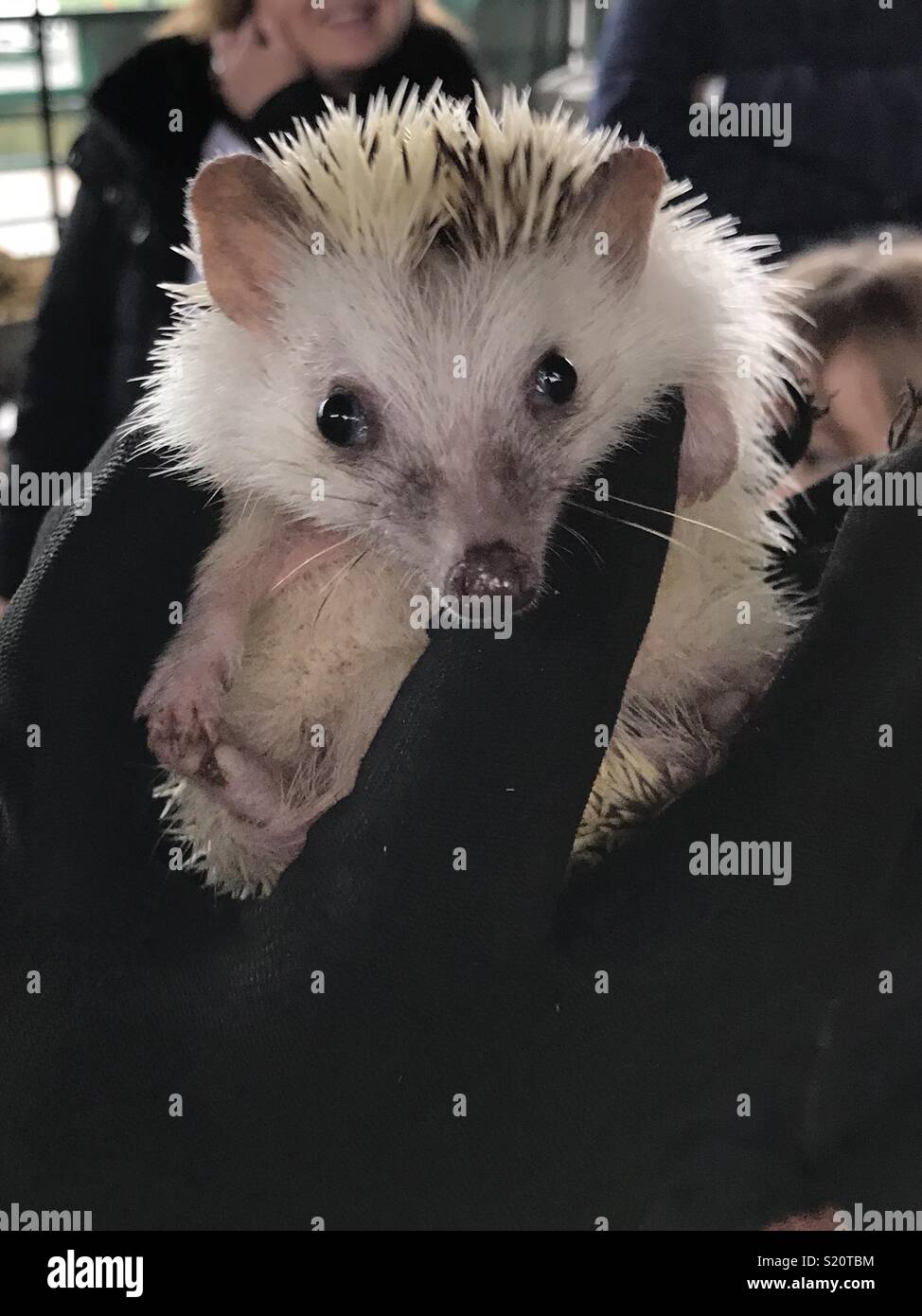 Pygmy hedgehog hi-res stock photography and images - Alamy