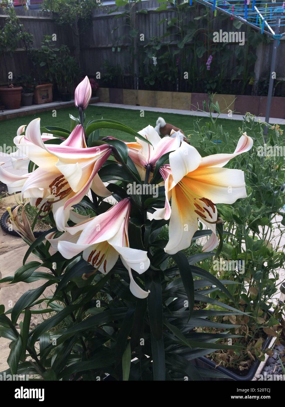 Tree lilies hi-res stock photography and images - Alamy