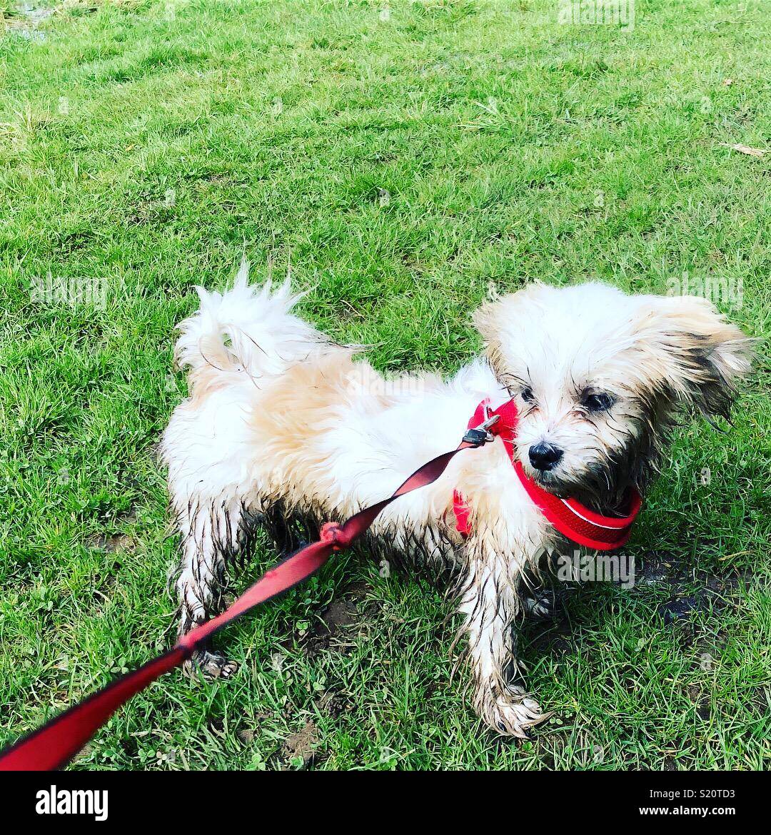 Muddy dog hi-res stock photography and images - Alamy