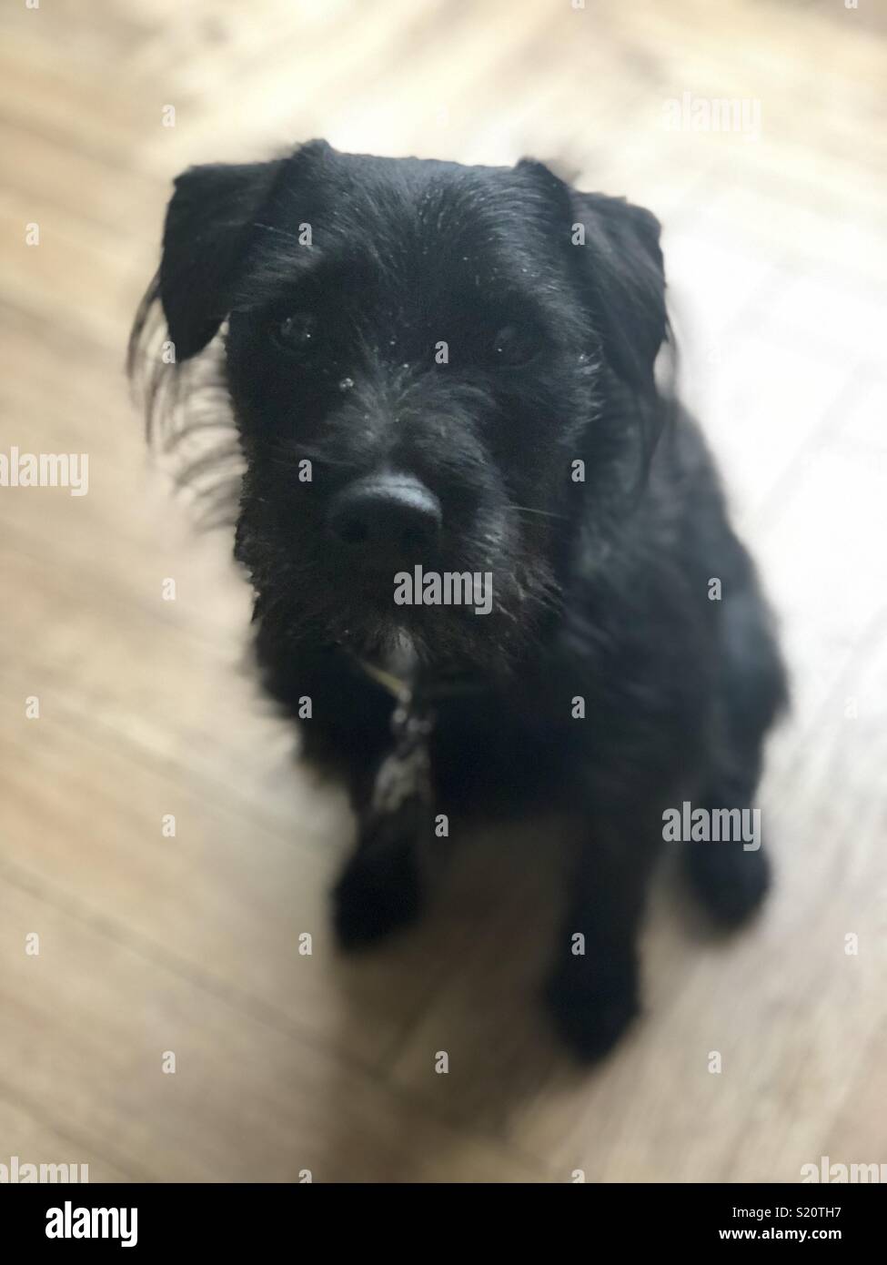 Dog Eyebrows High Resolution Stock Photography and Images - Alamy