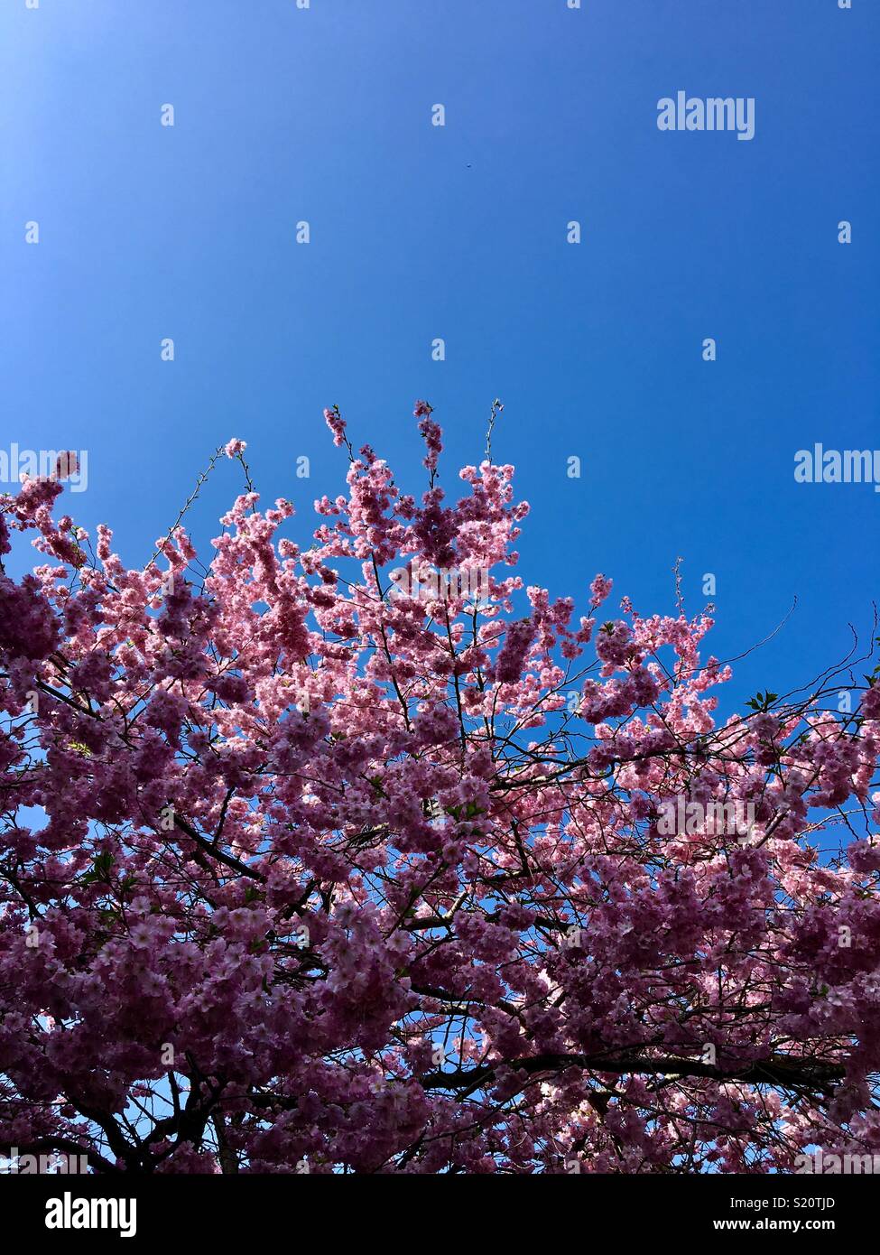 Mid blossom hi-res stock photography and images - Alamy