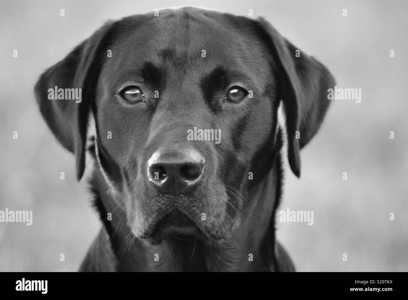 My dog using his smoulder Stock Photo - Alamy