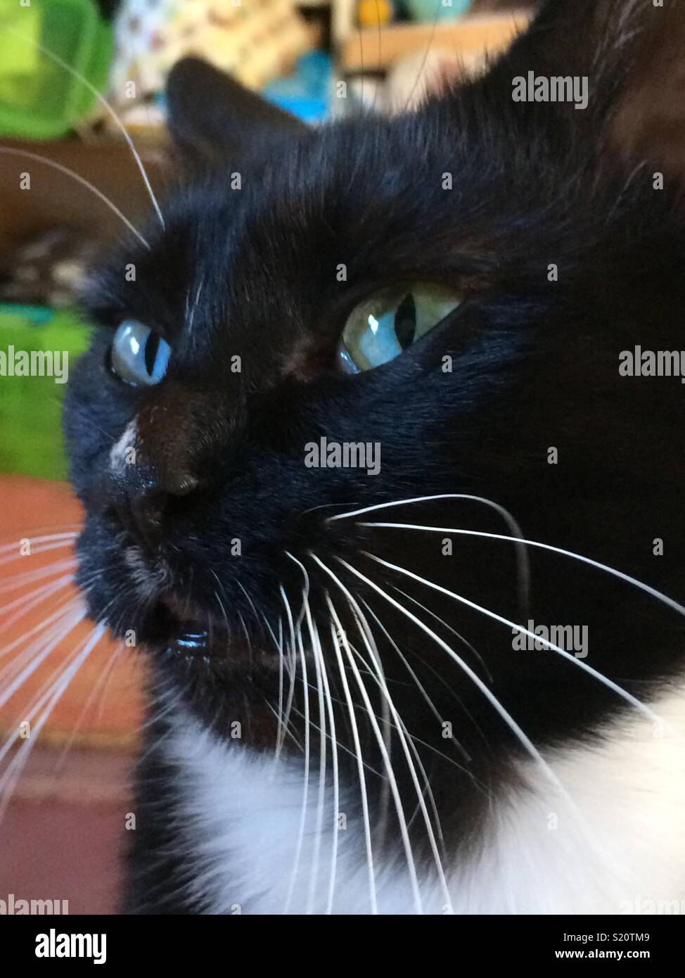 Dora cat hi-res stock photography and images - Alamy