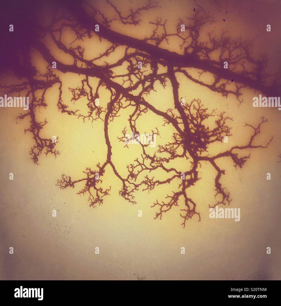 Blood Capillaries High Resolution Stock Photography and Images - Alamy