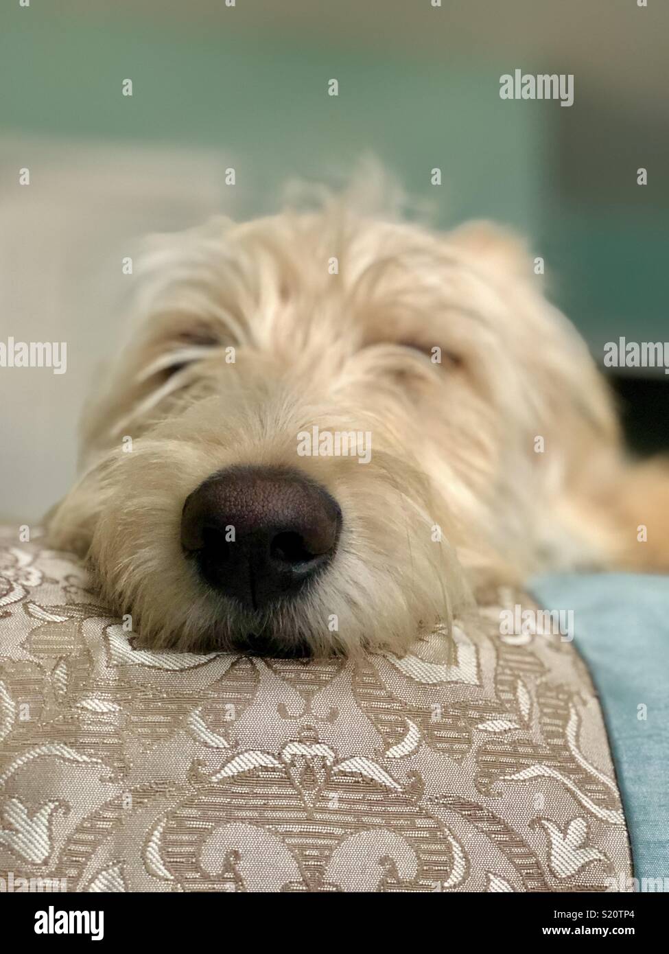 Sleepy puppy dog hi-res stock photography and images - Alamy