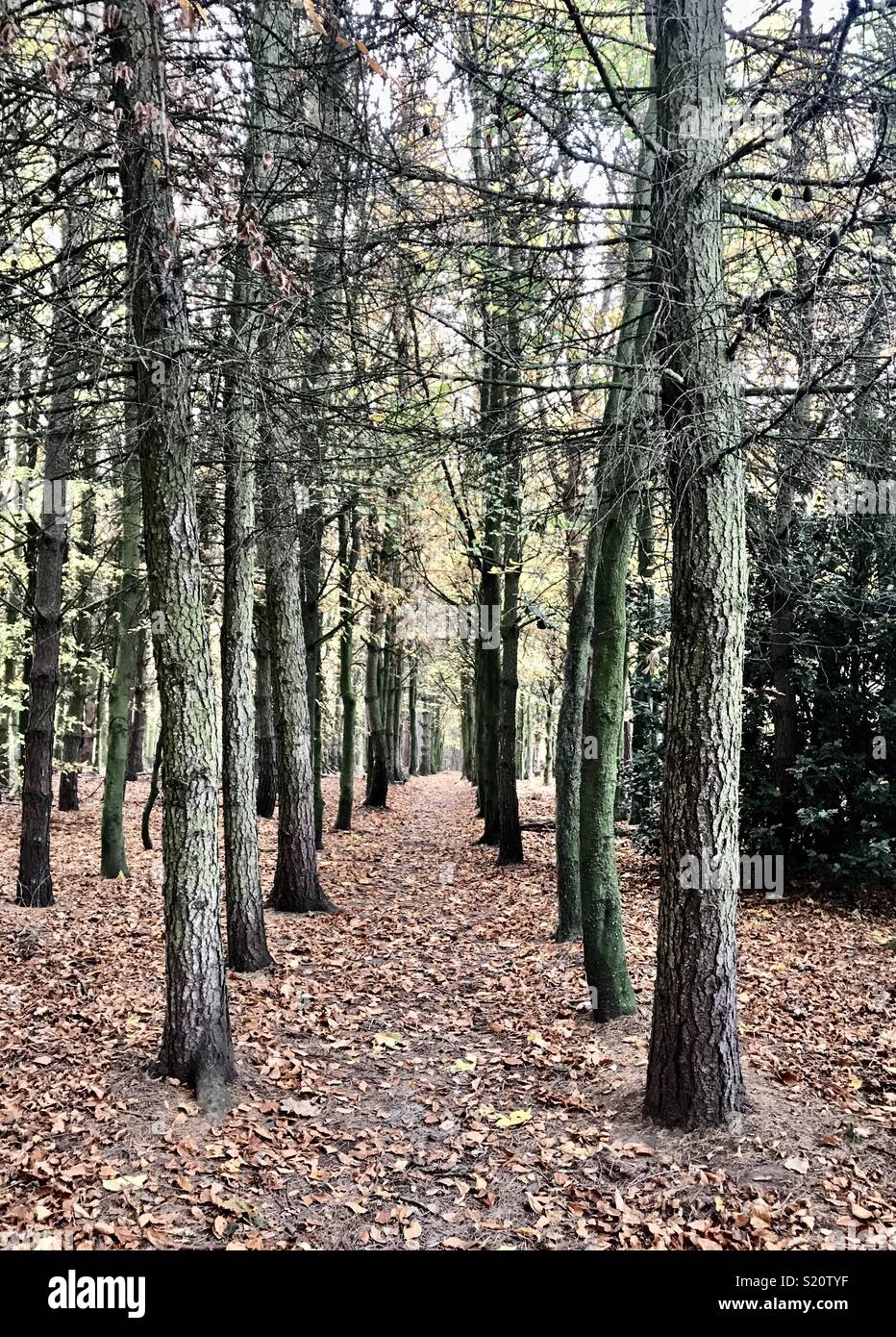 Alignment tree hi-res stock photography and images - Alamy