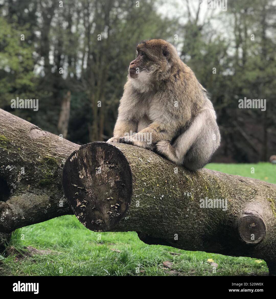 A monkey sat on a log Stock Photo - Alamy