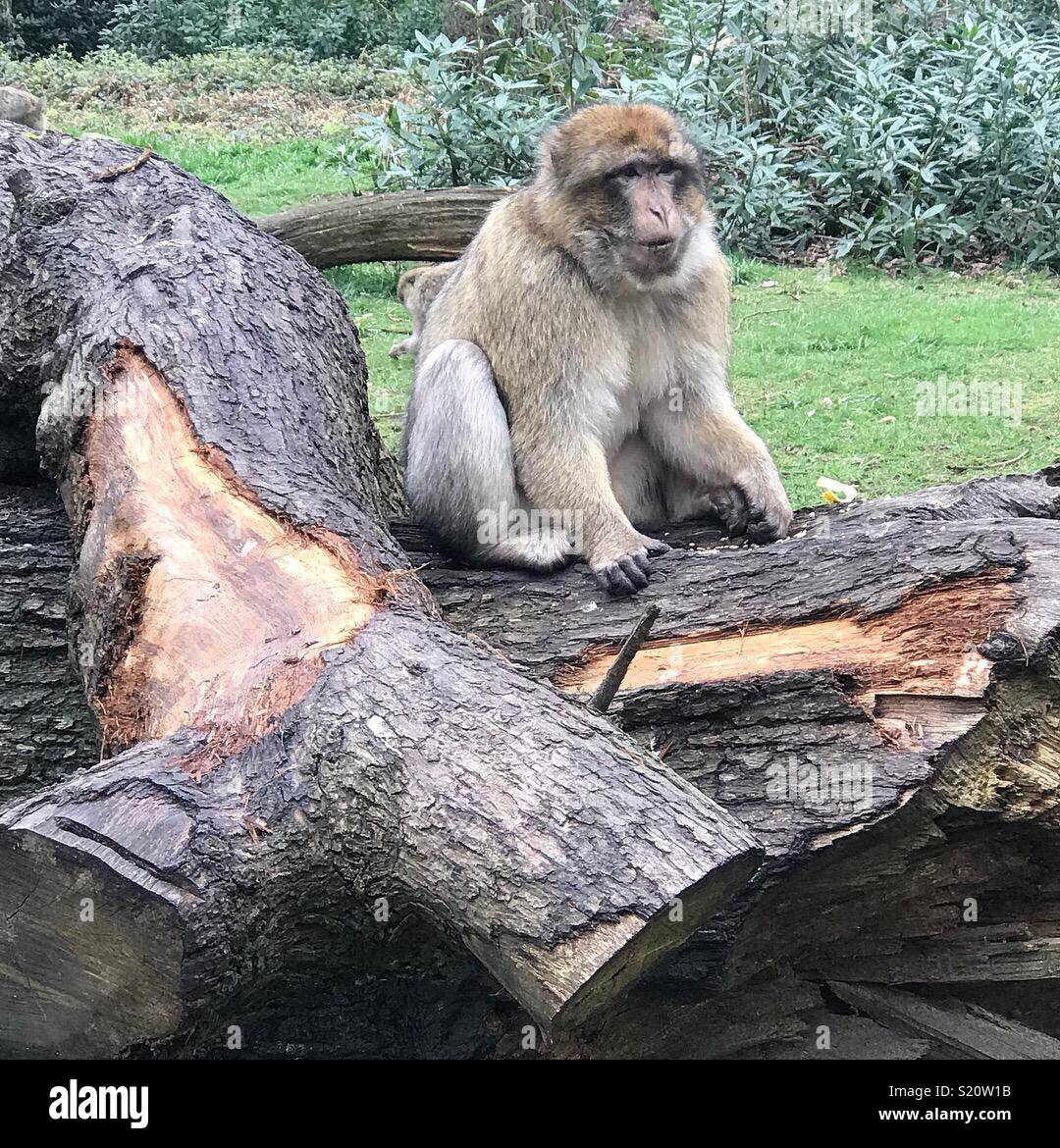 Monkey on log hi-res stock photography and images - Alamy