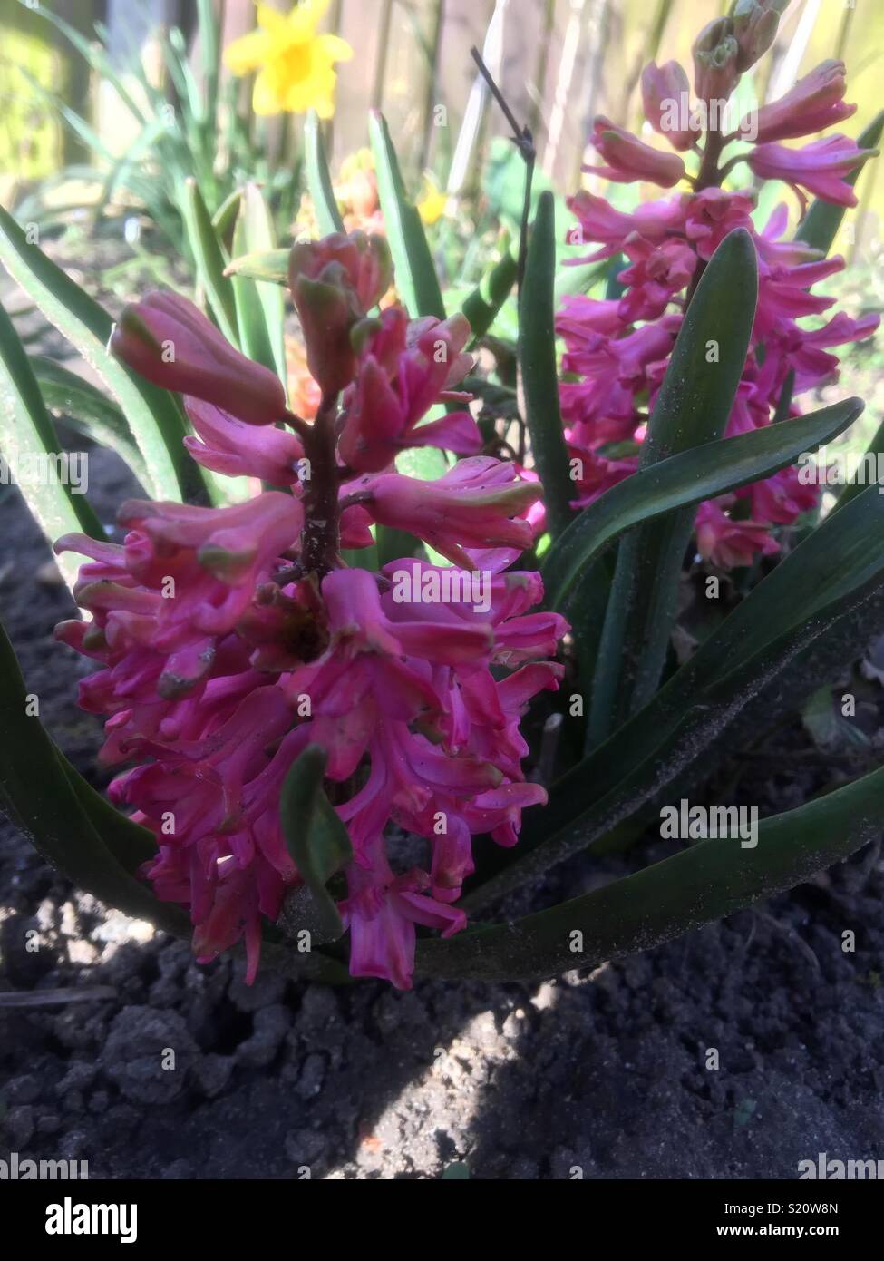 Pink hyacinth hi-res stock photography and images - Alamy