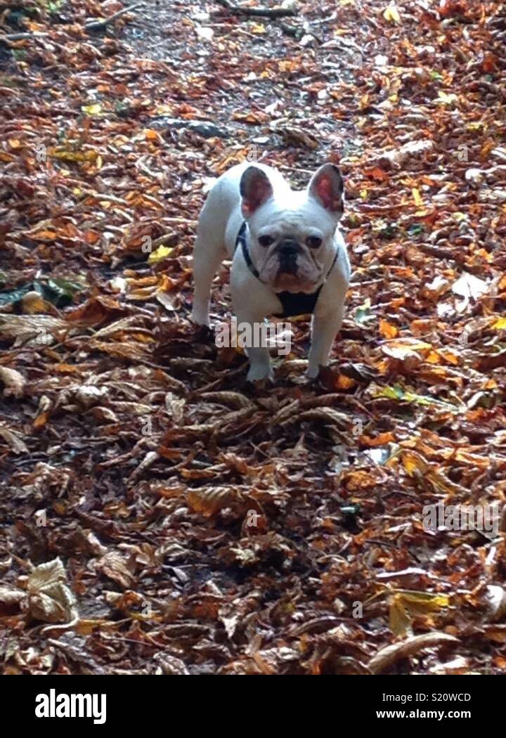 French bulldog looking sad Stock Photo - Alamy