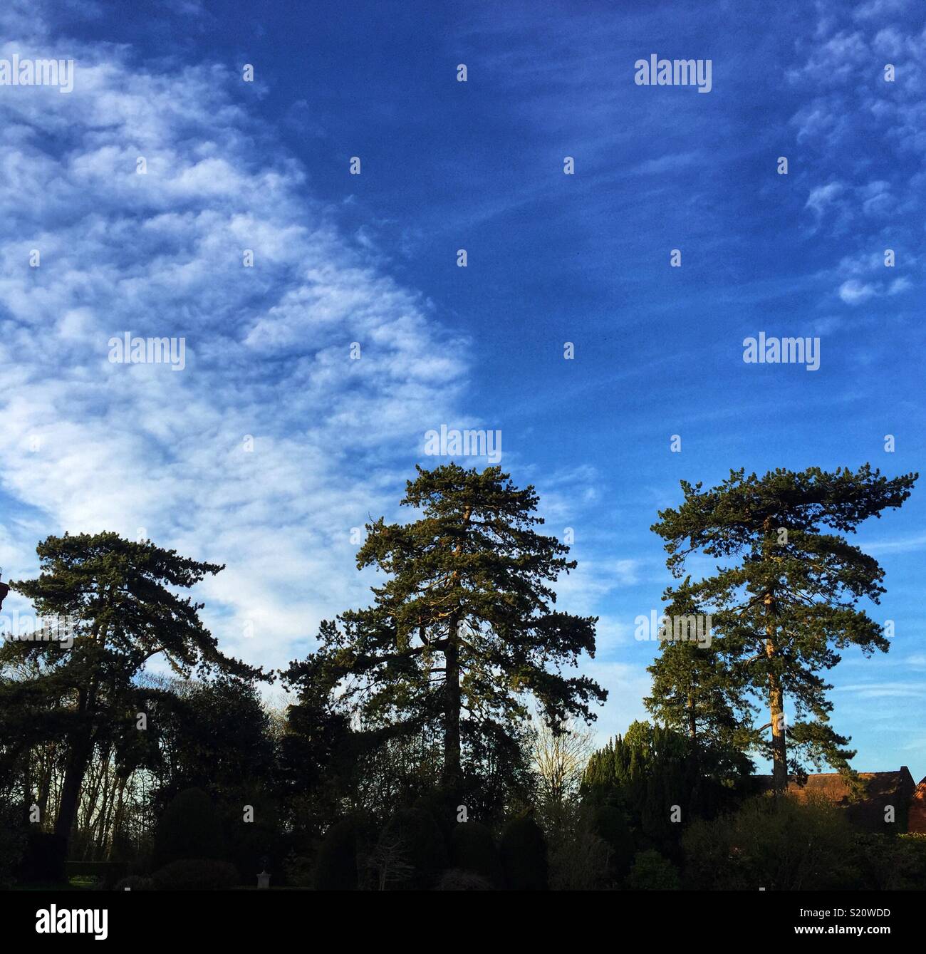 Three trees hi-res stock photography and images - Alamy