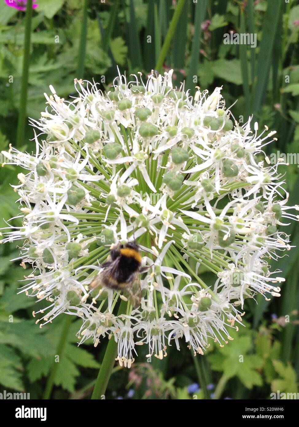 Bee flower white hi-res stock photography and images - Alamy