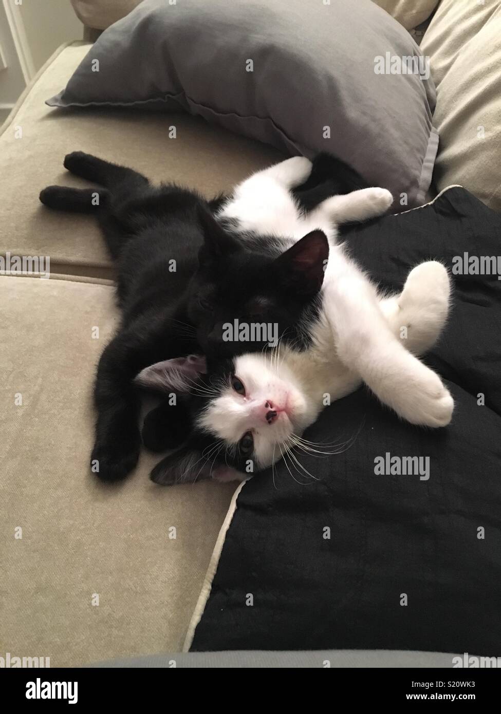 Sleepy Cats High Resolution Stock Photography and Images - Alamy