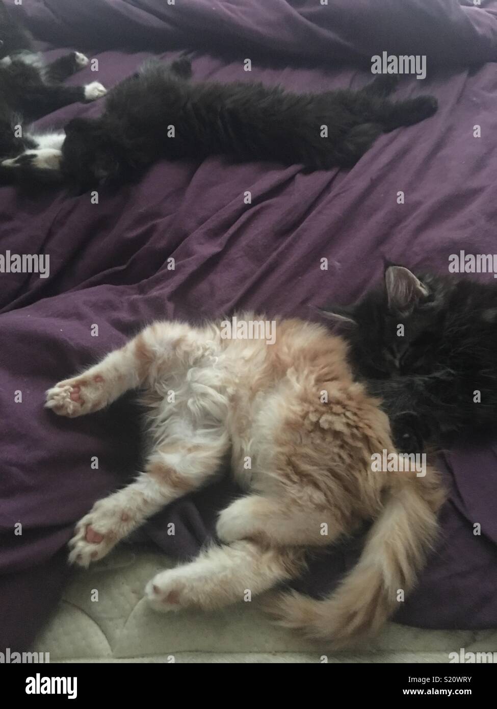 Kitty lost his head Stock Photo - Alamy