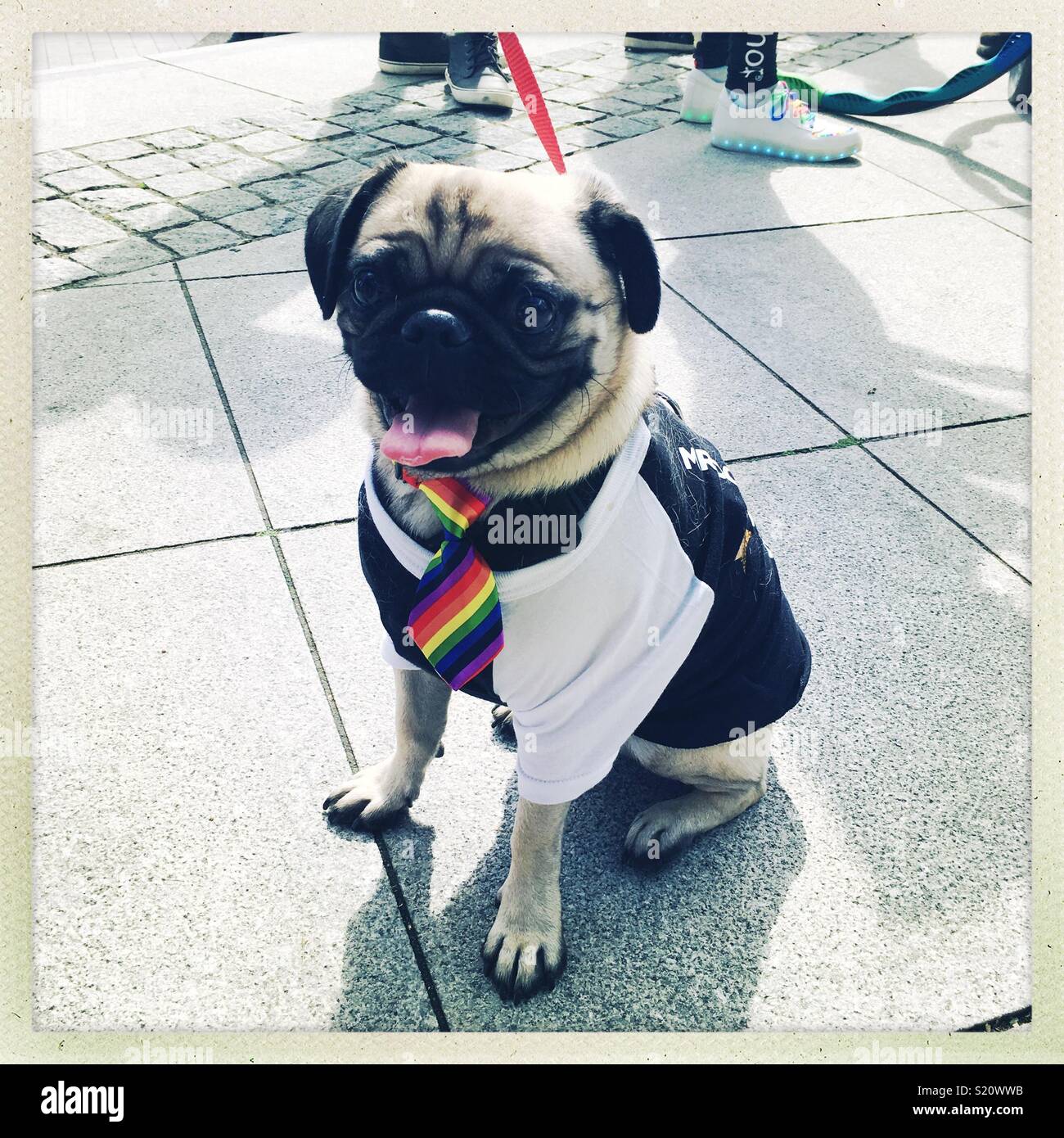 Happy pride pug Stock Photo - Alamy