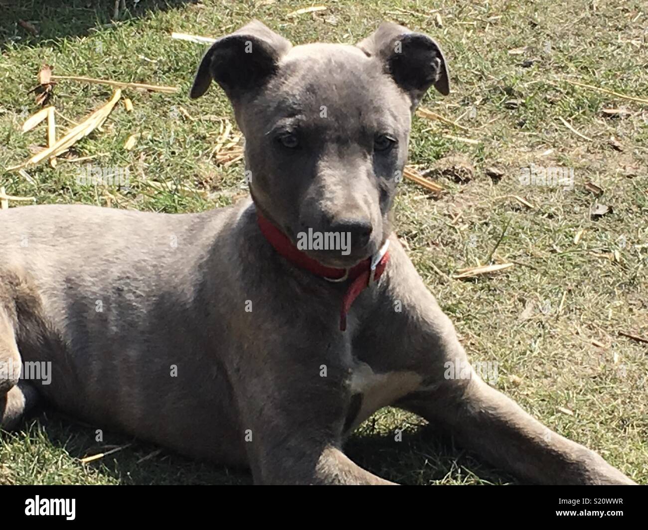 Lurcher puppy hi-res stock photography and images - Alamy