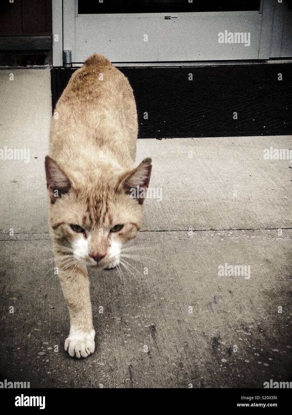 Confident tom cat approaches Stock Photo - Alamy